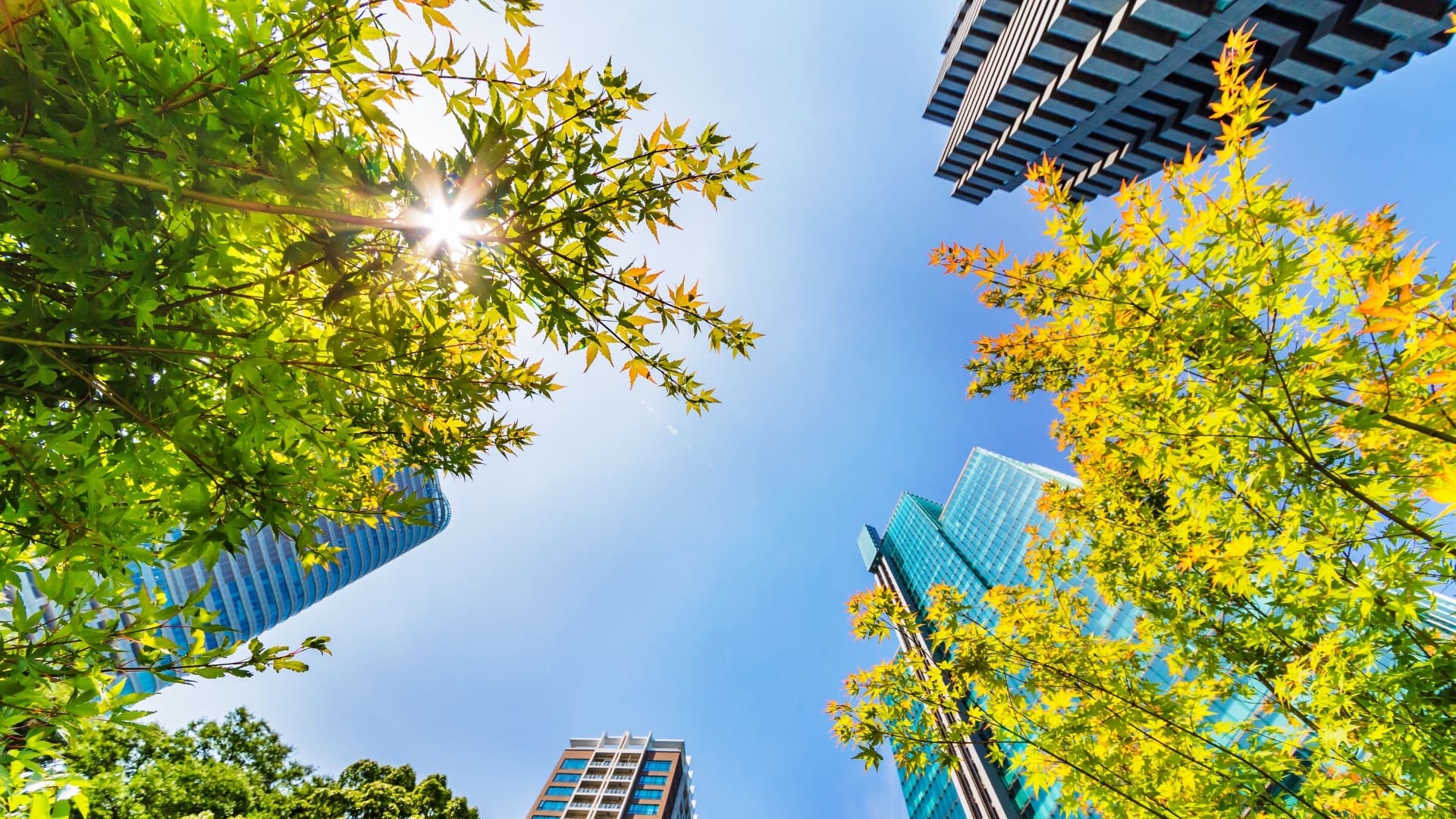 Société à Mission ⋆ Tootak by Kea